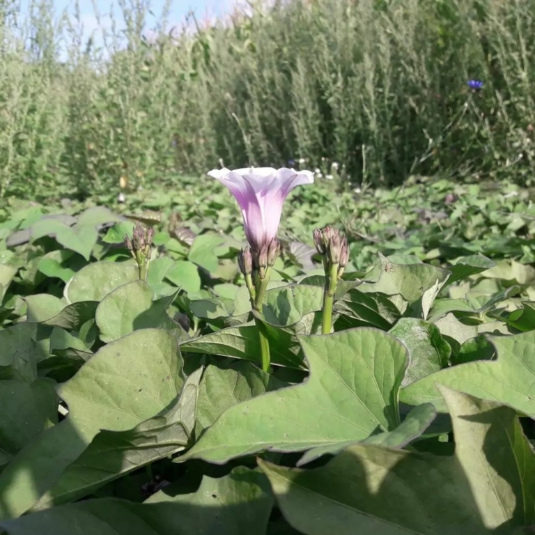 Schober Landwirtschaft - Bio-Eier direkt vom Bauern - Schober ...