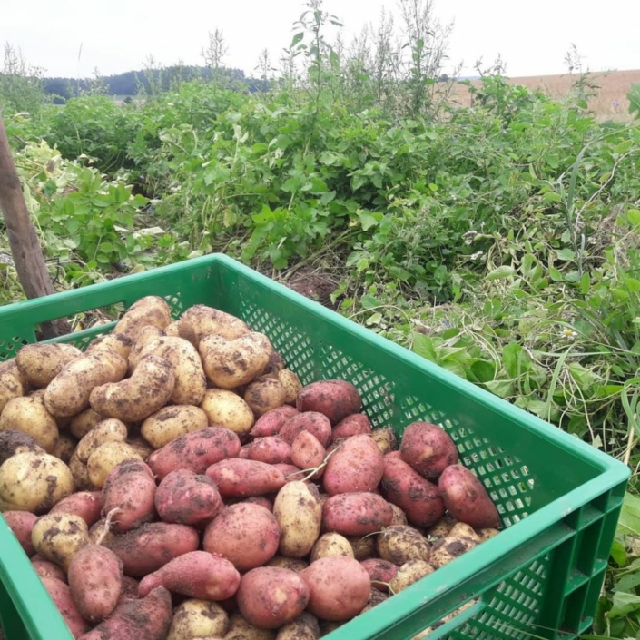 Schober Landwirtschaft - Bio-Eier direkt vom Bauern - Schober ...